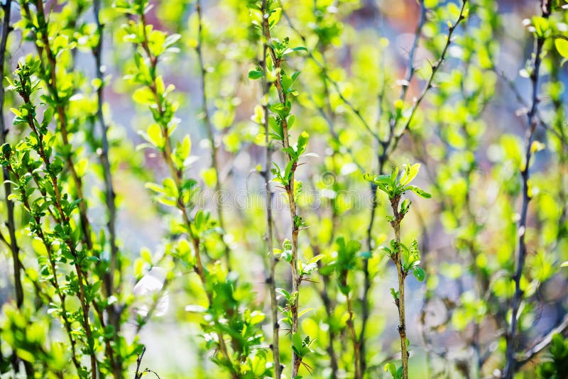 Young foliage stock image. Image of park, season, turn - 92337079