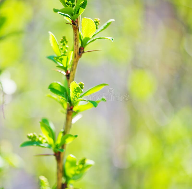 Young foliage stock photo. Image of path, sunny, nature - 92337022