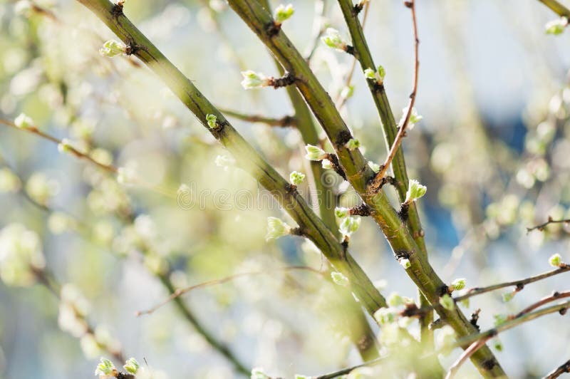 Young foliage stock image. Image of park, season, turn - 92337079