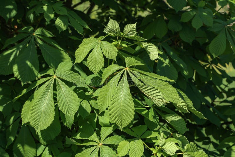 Young foliage in the sun stock image. Image of nature - 117453327