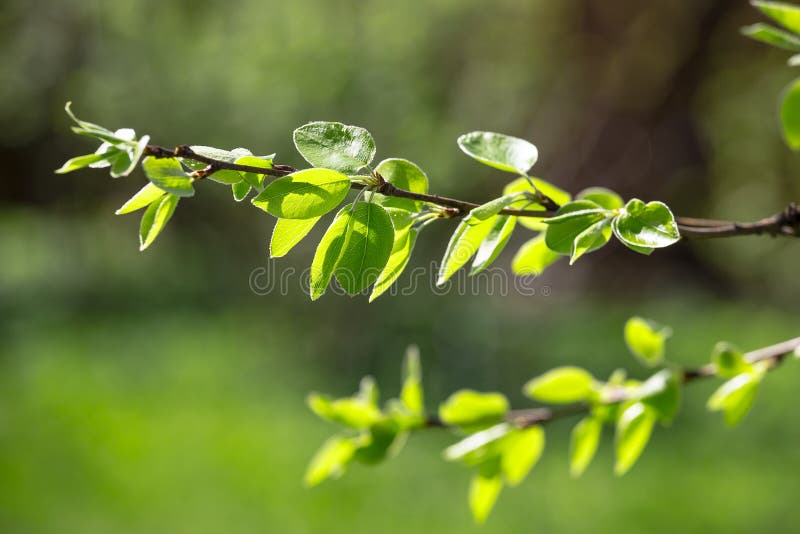 Young Foliage Taken in Backlit, Selective Focus Stock Image - Image of ...