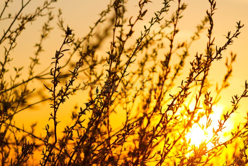 Young Foliage on Tree Branch Stock Image - Image of detail, closeup ...