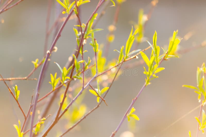 Young Foliage on Tree Branch Stock Image - Image of little, detail ...