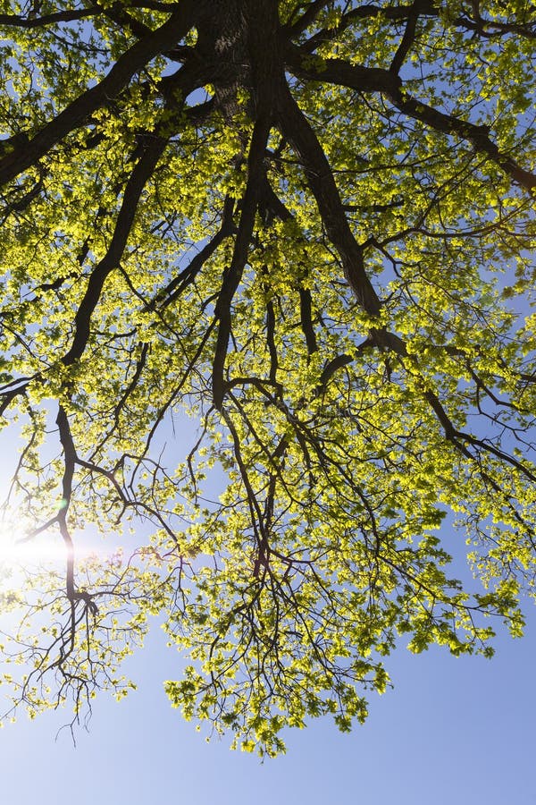 Young foliage stock image. Image of foliage, outdoor - 129601489