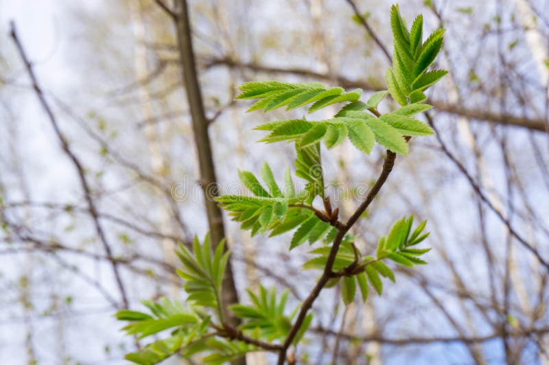 Young foliage stock photo. Image of early, tree, forest - 92337064