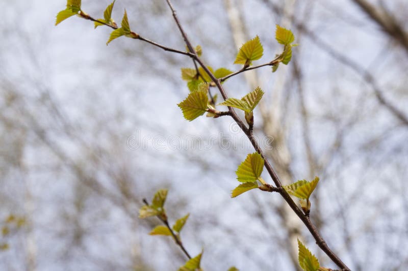 Young foliage stock image. Image of park, season, turn - 92337079