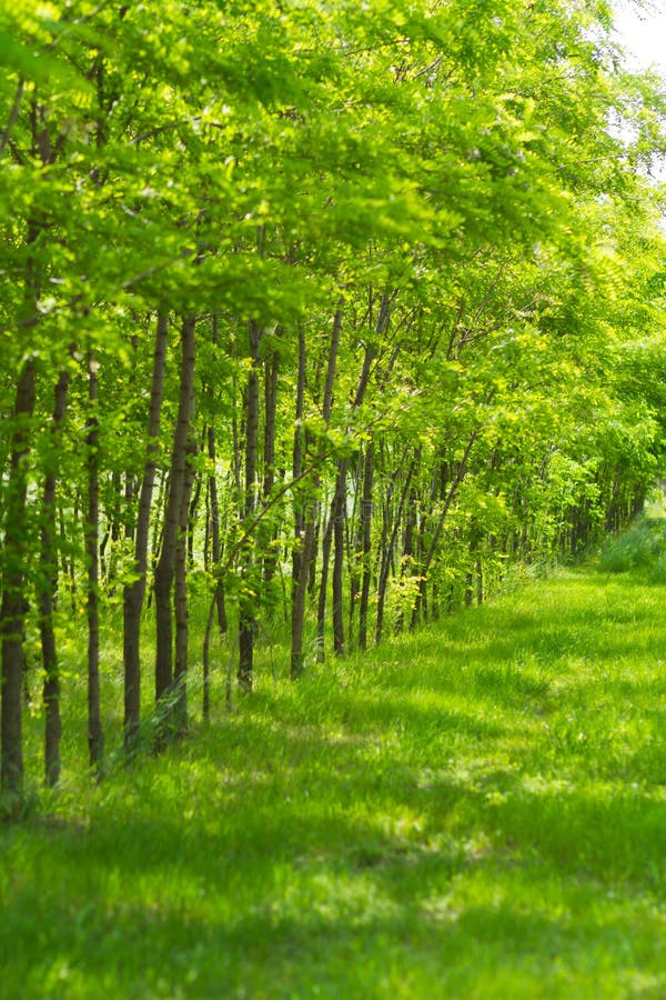 Young forest stock photo. Image of ecology, botany, light - 40726314