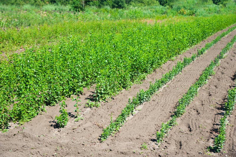 Young forest grow stock photo. Image of outdoor, pine - 80095966
