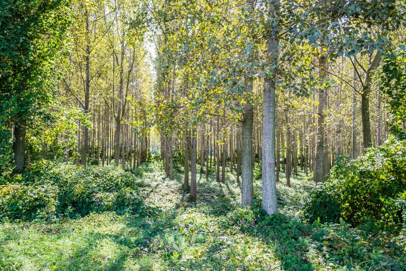 Young Forest of Poplar Trees. Stock Image - Image of view, trunk: 160592827
