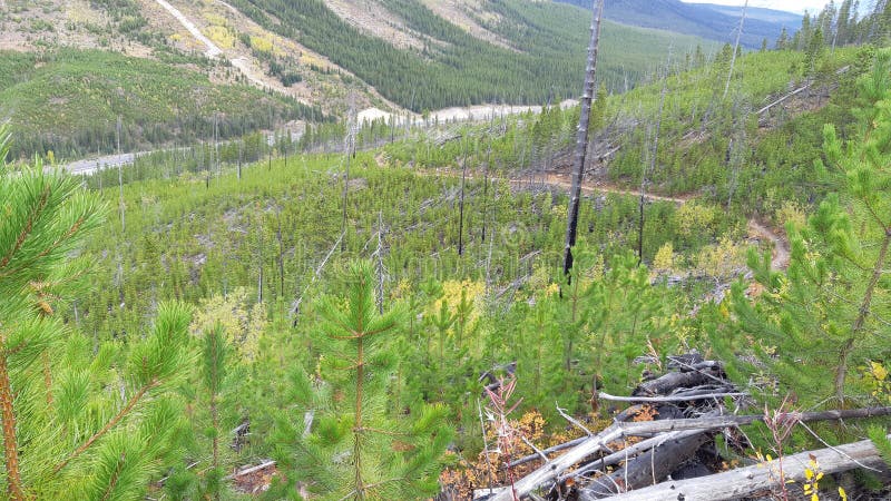 New Forest Growing in Former Burn Area Stock Image - Image of former ...