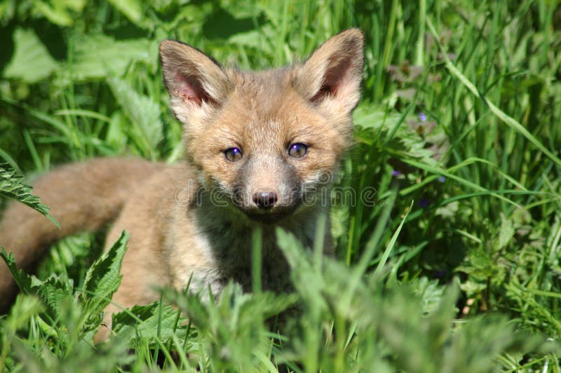 Young fox. stock image. Image of freedom, scene, puppy - 10531047