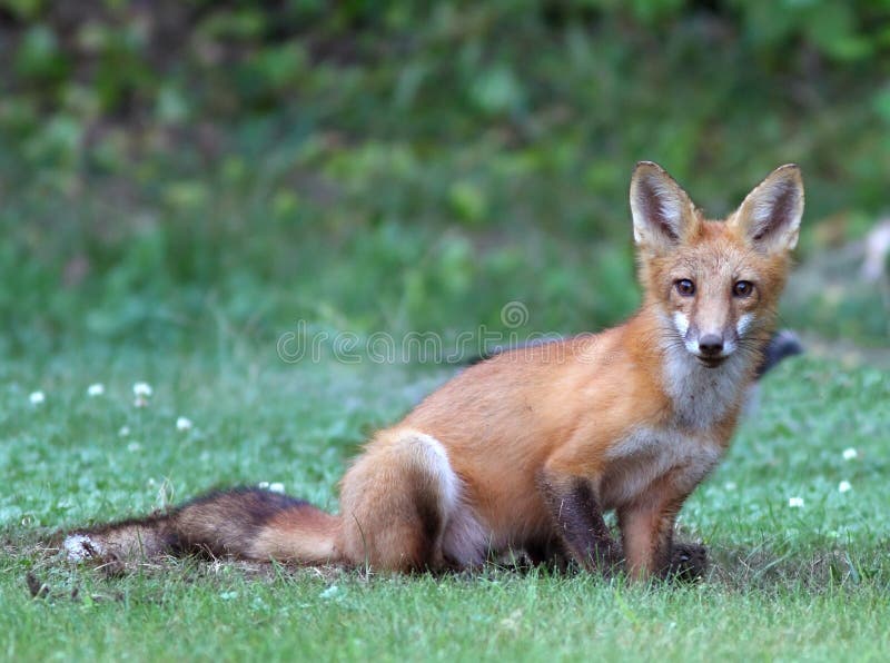 Young fox stock photo. Image of wildlife, standing, young - 20590774