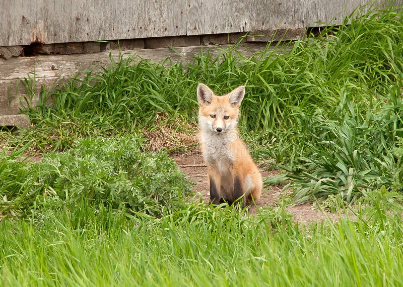 A young fox stock image. Image of nature, baby, young - 23228935