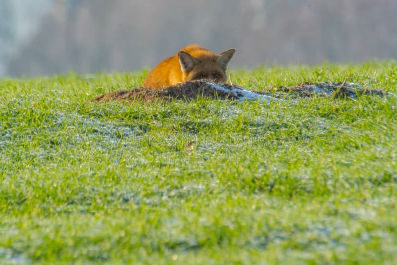 Young fox at a fox cave stock image. Image of young - 187052715