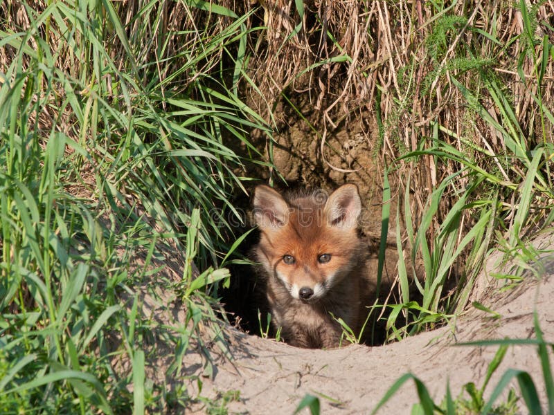 Young fox in the hole stock image. Image of beauty, alert - 34496069