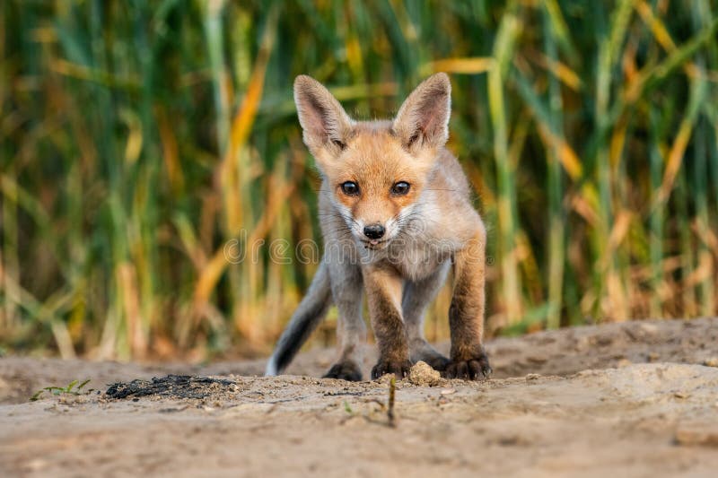 Young Fox Cub Facing Camera on Sandy Ground Outdoors Stock Image ...