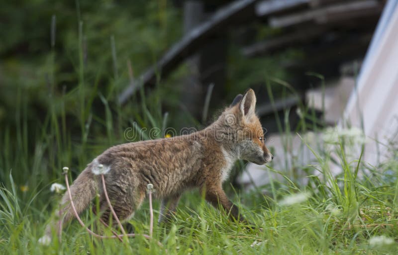 Young fox cub stock photo. Image of small, puppy, wildlife - 62540070