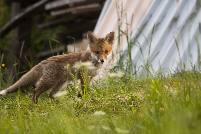 Young fox cub stock image. Image of pups, animal, nature - 62738565