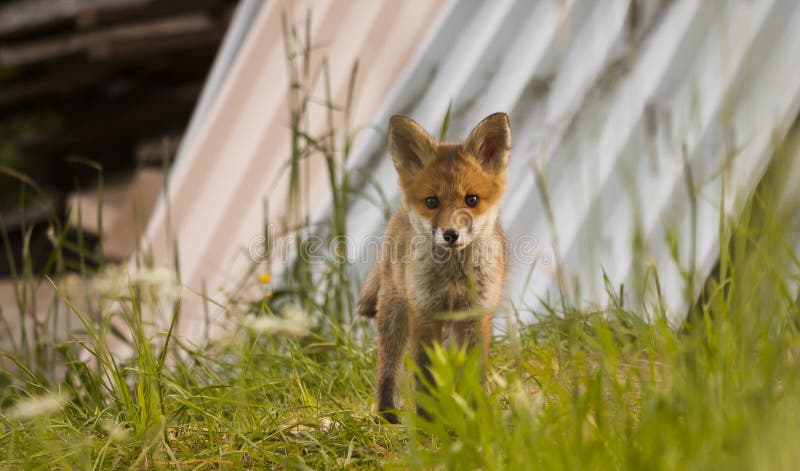 Young fox cub stock photo. Image of interested, youngster - 62739106