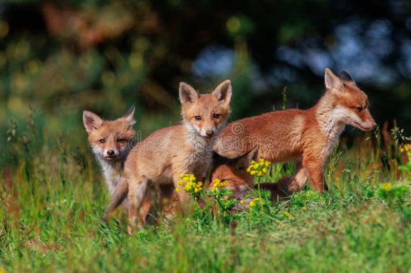 Young Fox Cubs Cuddling and Basking in the Sun in May on a Flower ...