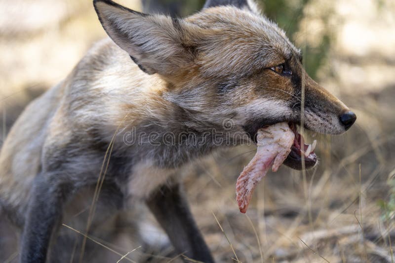 Young Fox Eating Chicken Stock Photos - Free & Royalty-Free Stock ...