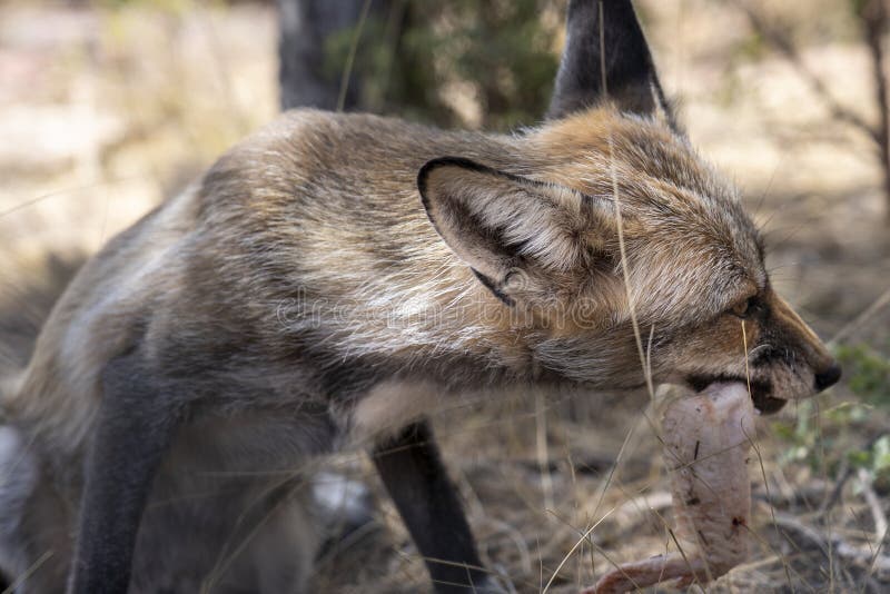 Young fox eating chicken stock image. Image of natural - 196039719