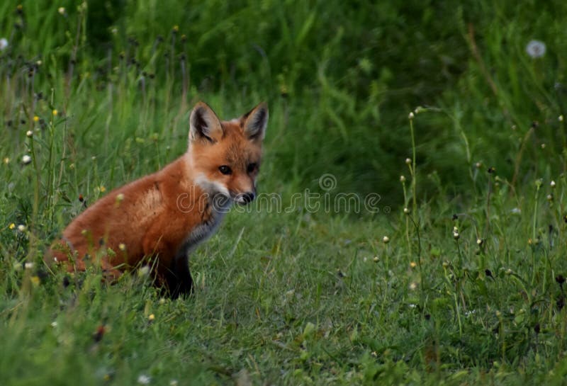 A Young Fox in a Field in the Spring Stock Photo - Image of whiskers ...