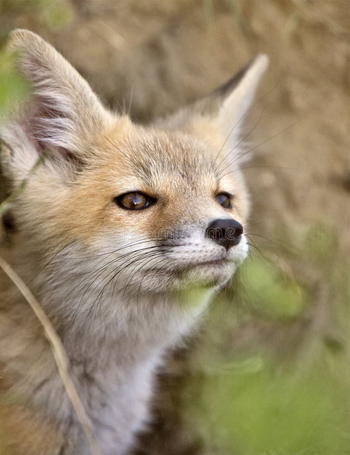Young Fox Kit stock image. Image of whiskers, obedient - 23317145