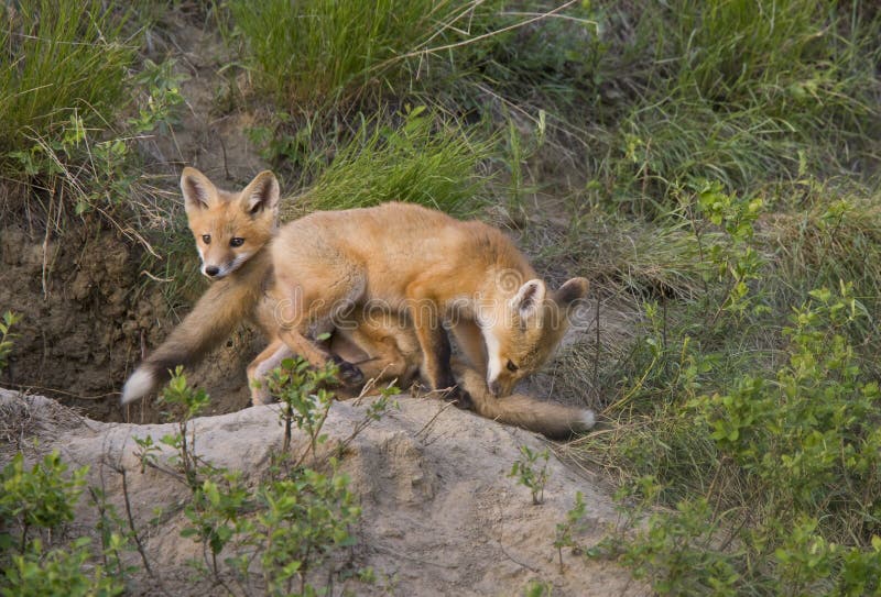 Young Fox Kit stock photo. Image of young, animal, obedient - 23317208
