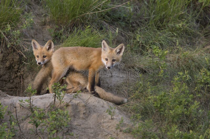 Young Fox Kit stock image. Image of wild, wildlife, animal - 23317217
