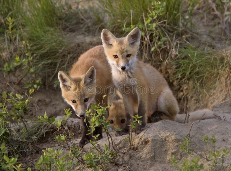 Young Fox Kit stock photo. Image of vulpes, wildlife - 23317282