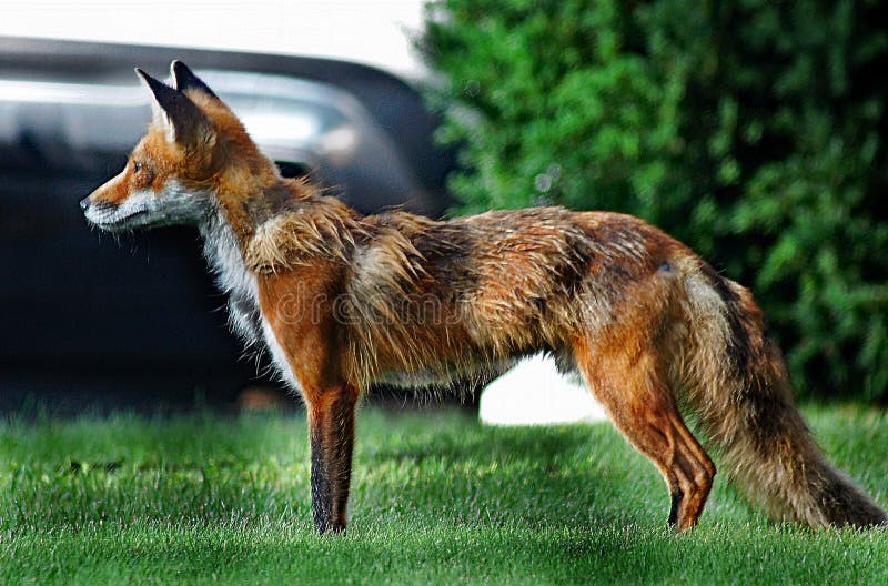 Fox Likes Stock Photos - Free & Royalty-Free Stock Photos from Dreamstime