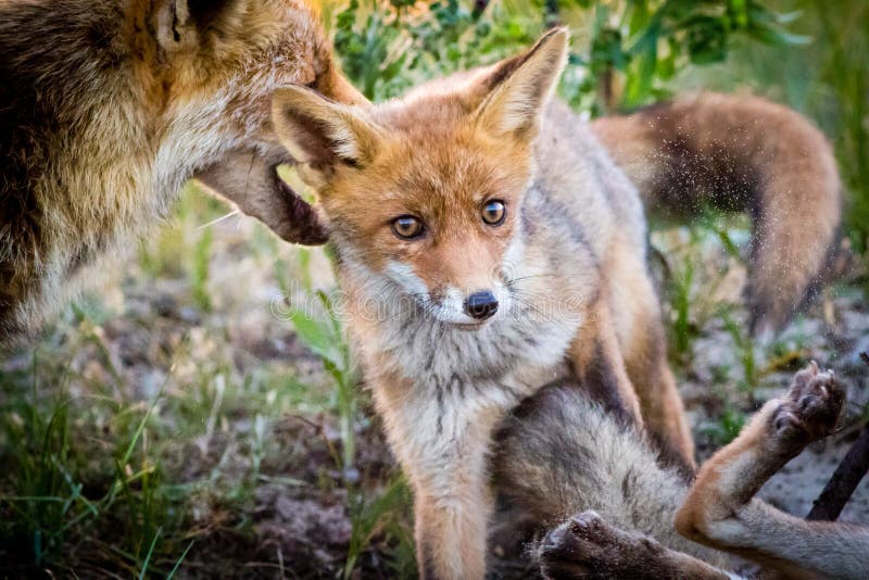 Young fox and parent stock photo. Image of parent, white - 94770338