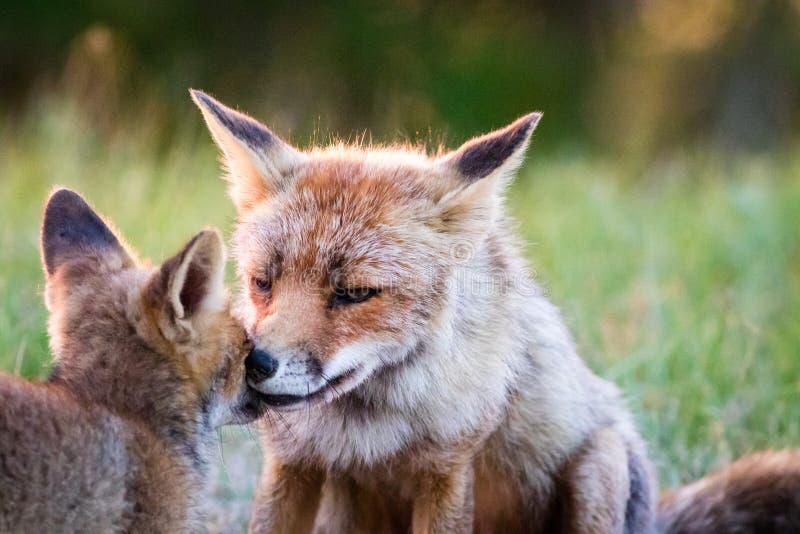 Young Fox and Parent at Sunset Stock Image - Image of hunter, teeth ...