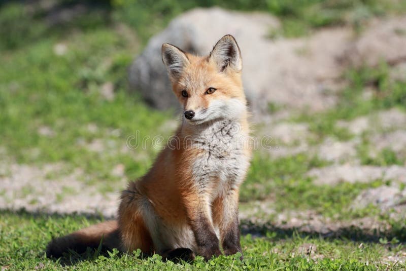 Young fox stock photo. Image of animal, mammal, young - 58937986