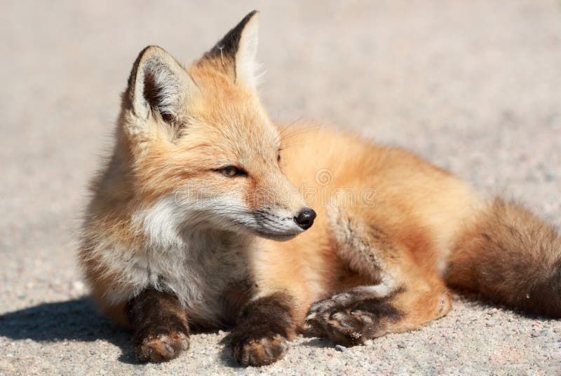 Young fox stock image. Image of beauty, summer, wildlife - 65833447