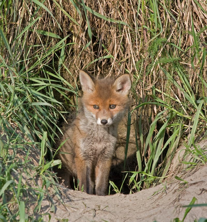 Young fox stock image. Image of ground, animal, entrance - 65793005