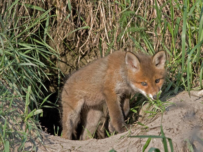 Young fox stock image. Image of bushy, cute, ground, nature - 65793013
