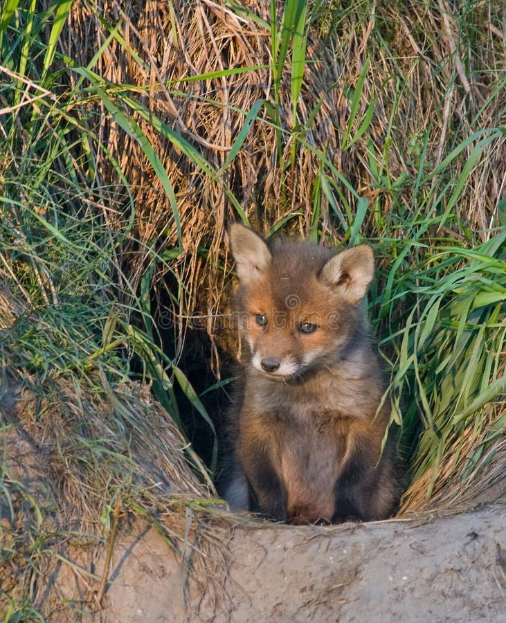 Young fox stock image. Image of portrait, ground, brood - 65793131
