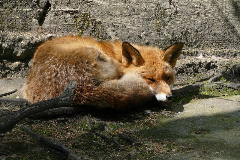 Young fox sleeping stock photo. Image of cute, travel - 149438882