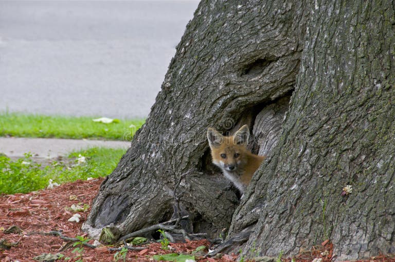 Young fox in tree trunk stock photo. Image of nest, wild - 15025404