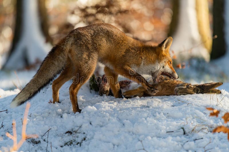The Young Fox Vulpes Vulpes Eats Its Prey Stock Photo - Image of frost ...