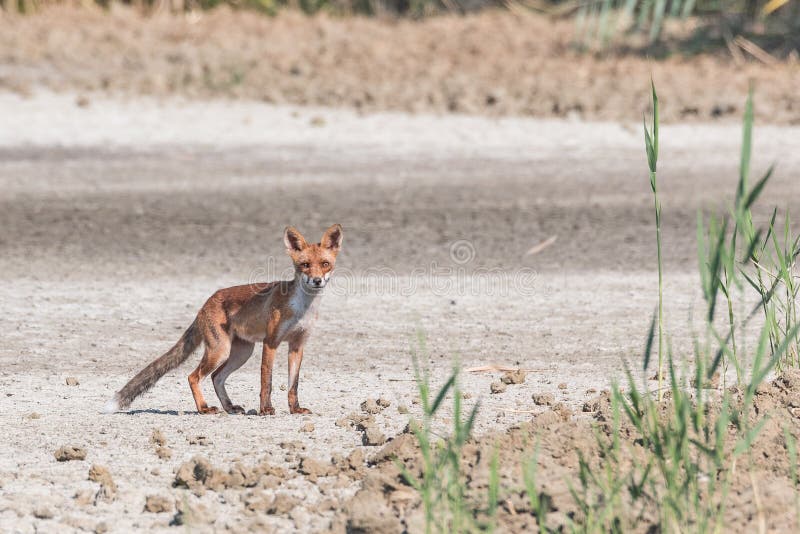 Young Fox Walking in the Plain Realizes To Be Observed Stock Photo ...