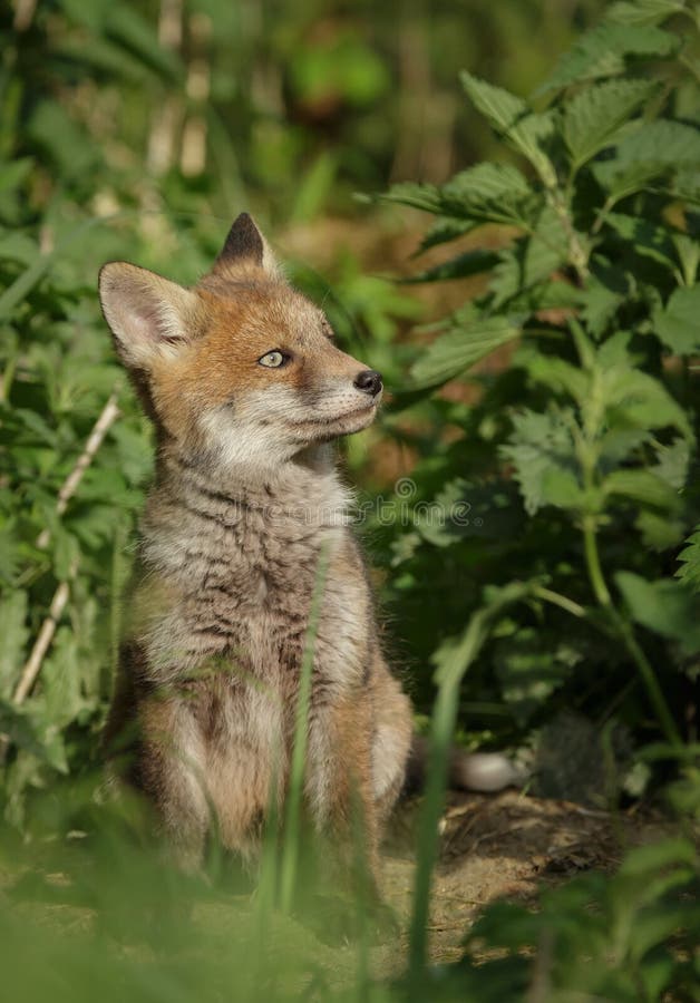 Young fox stock photo. Image of grass, wildlife, eyes - 40899958