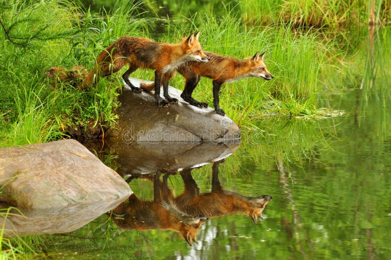 Young Fox with Water Reflections Stock Image - Image of vulpes ...