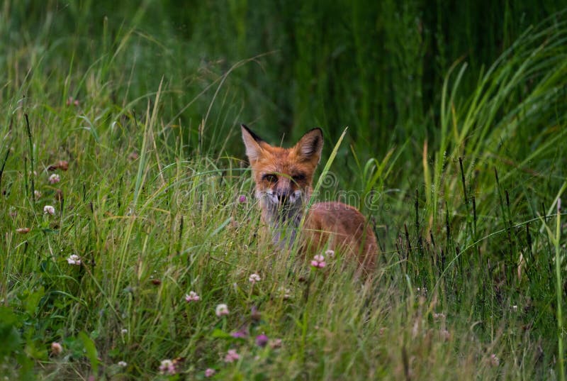 Young Fox in the Wild among the Tall Grass and Weeds Stock Image ...