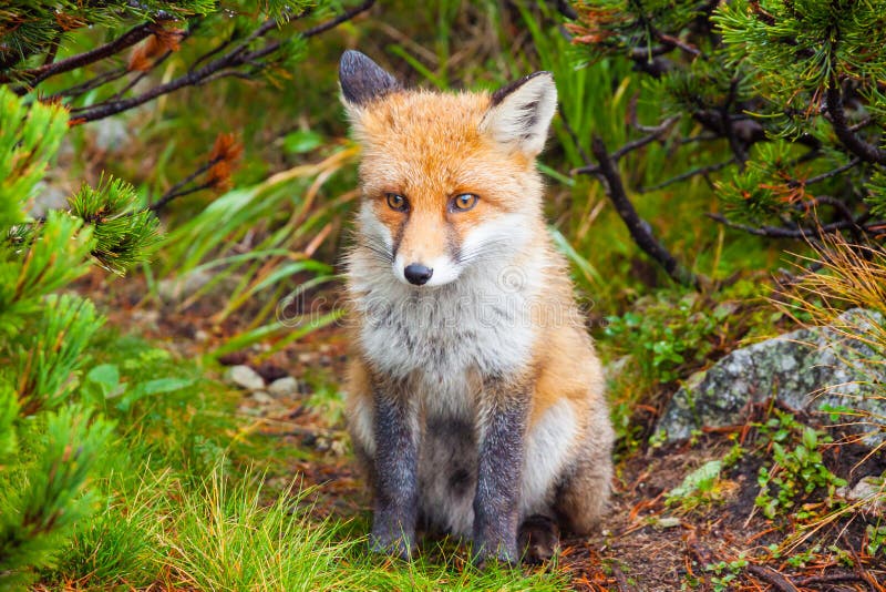 Young fox in wild stock photo. Image of animal, outdoors - 44934420