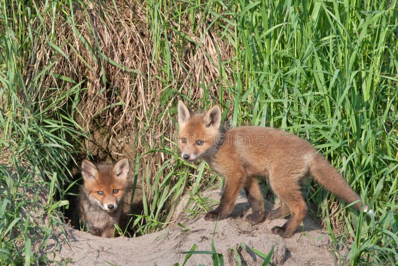 Young foxes stock photo. Image of deep, brood, predator - 35009896