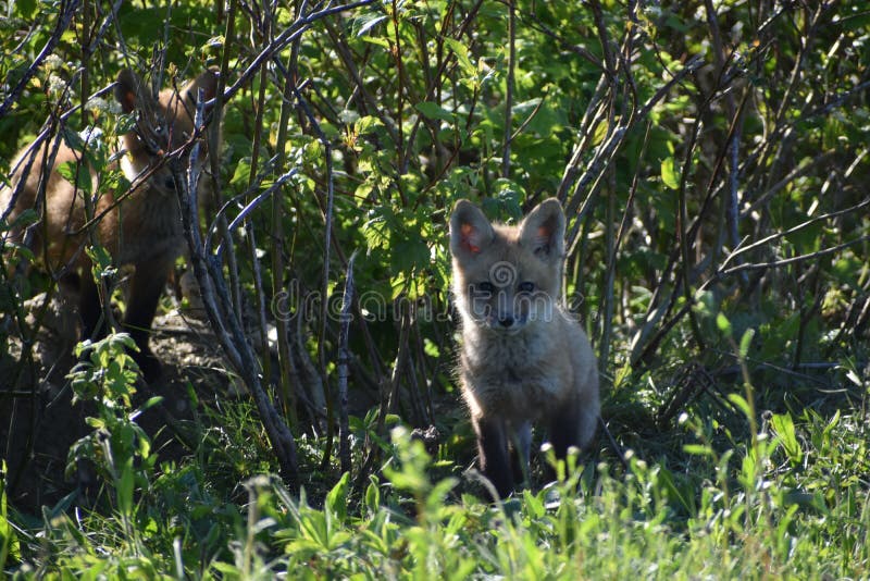 Young foxes in the spring stock image. Image of québec - 250625433