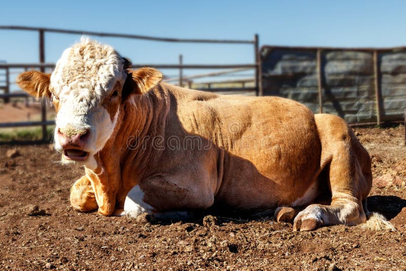 Young Free Range Bull/cattle Close Up Stock Image - Image of bullcattle ...